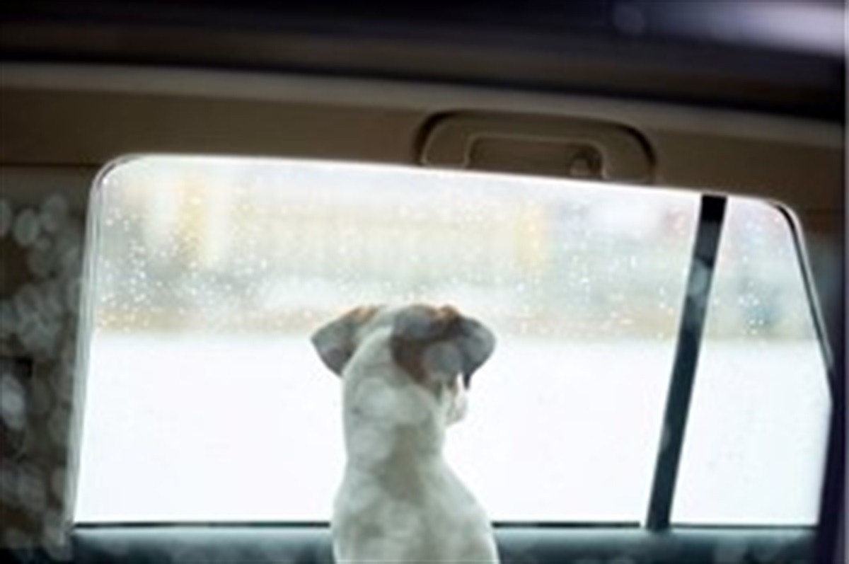 Warm Weather Reminders for Pet Owners – City of Kirkland