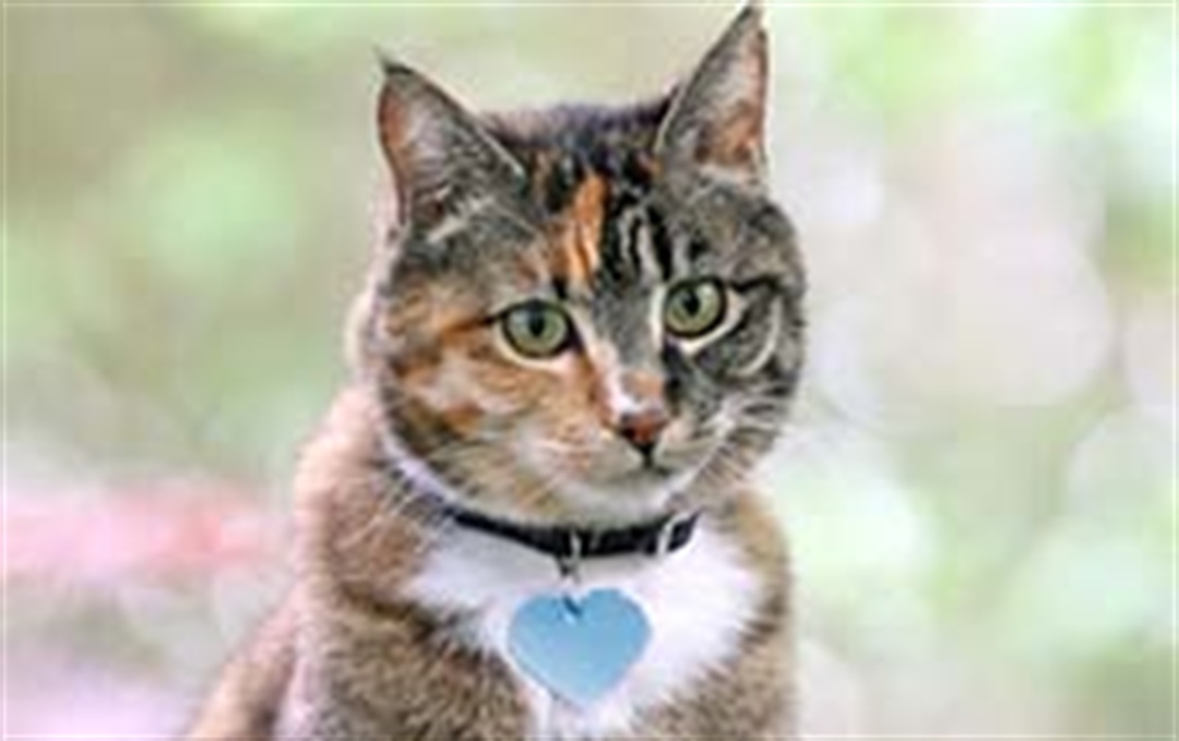 License Your Pet – City of Kirkland